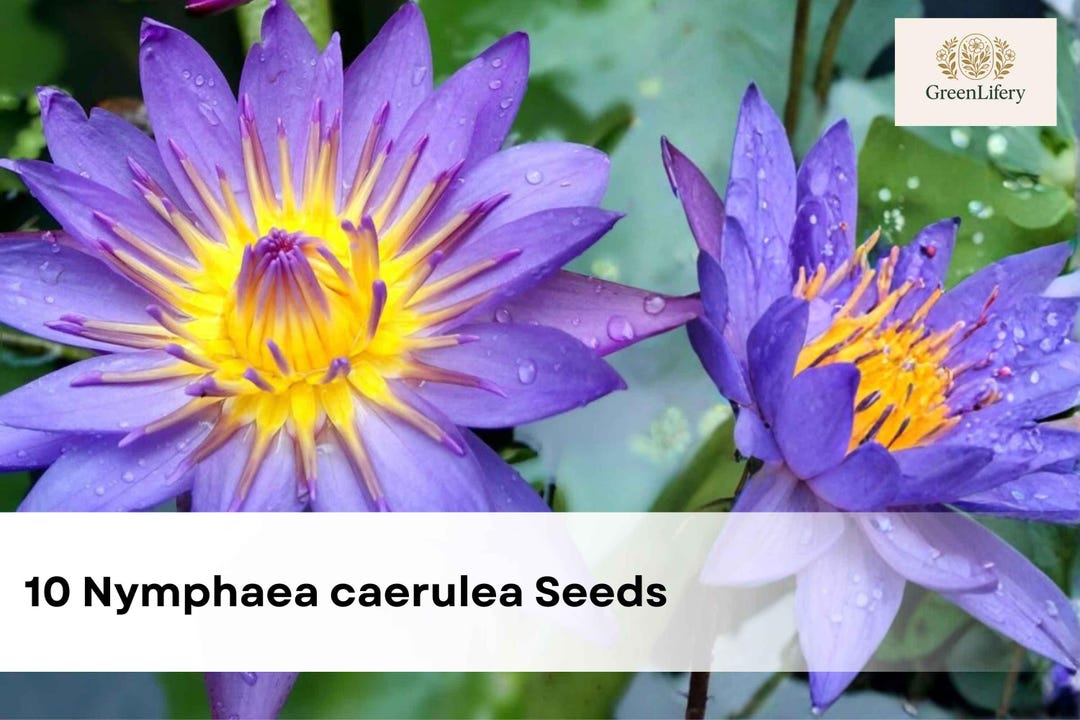 10 Nymphaea Caerulea Seeds | Sacred Blue Water Lily | Aquatic Flower ...