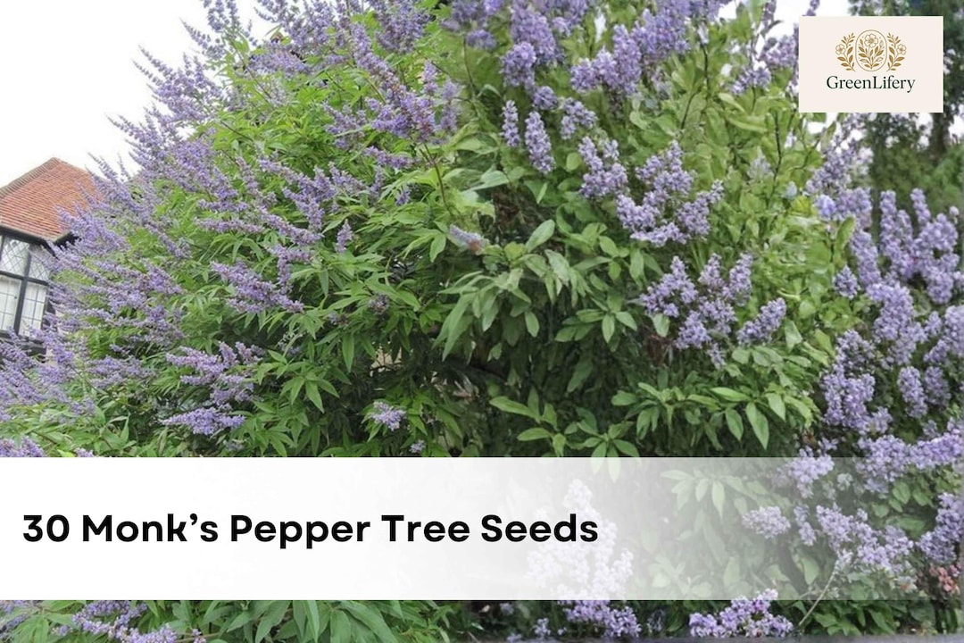 30 Monk’s Pepper Tree Seeds | Vitex Agnus-castus | Ornamental Flowering ...