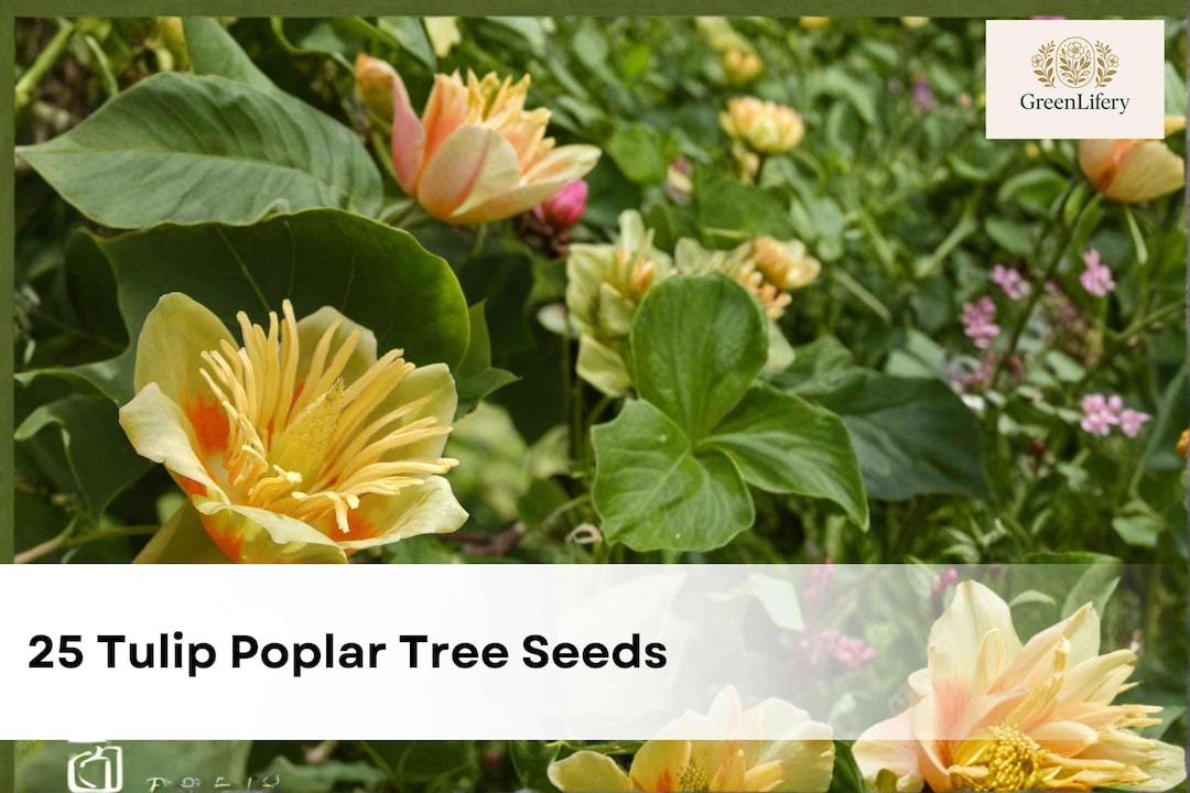 25 Tulip Poplar Tree Seeds | Liriodendron Tulipifera, Fast-growing ...