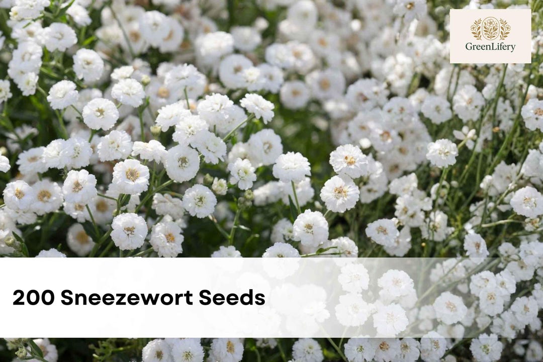 200 Sneezewort Seeds | Achillea Ptarmica | Hardy Perennial Wildflower ...