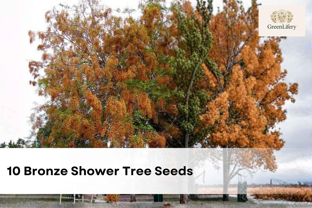 10 Bronze Shower Tree Seeds | Cassia Moschata | Tropical Flowering Tree ...