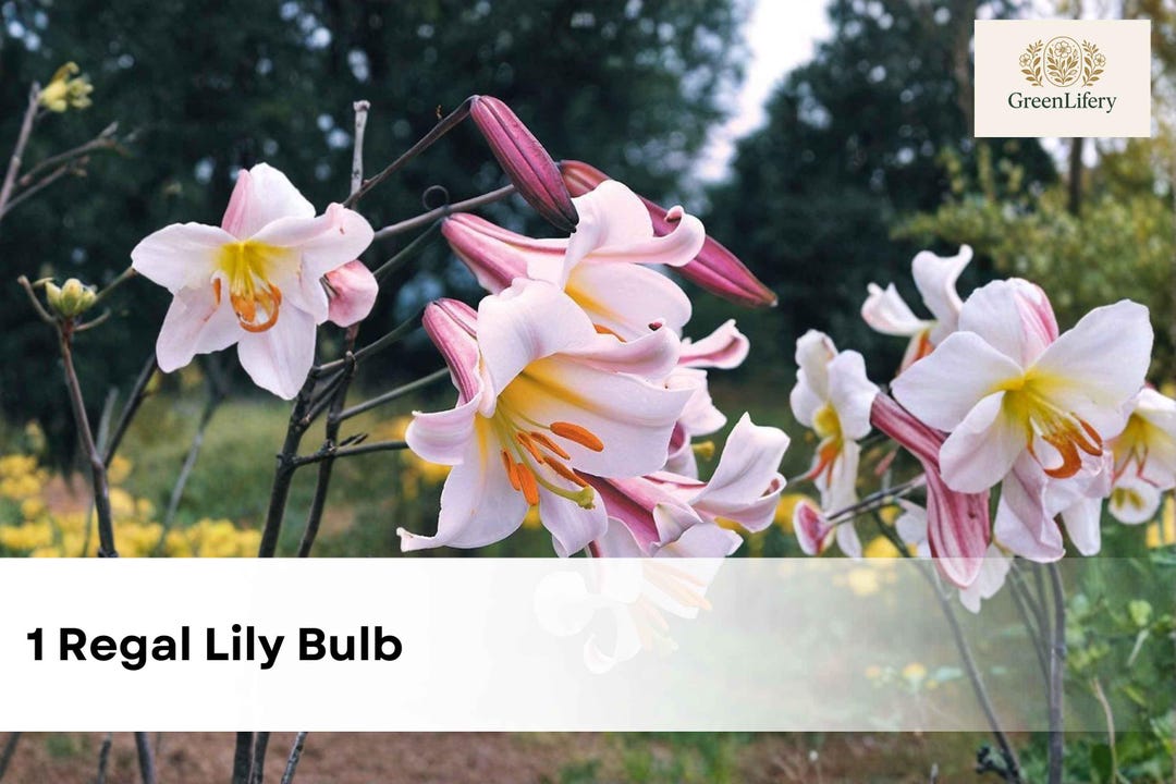 Regal Lily Bulb | Fragrant White Trumpet Lily, Lilium Regale - Etsy