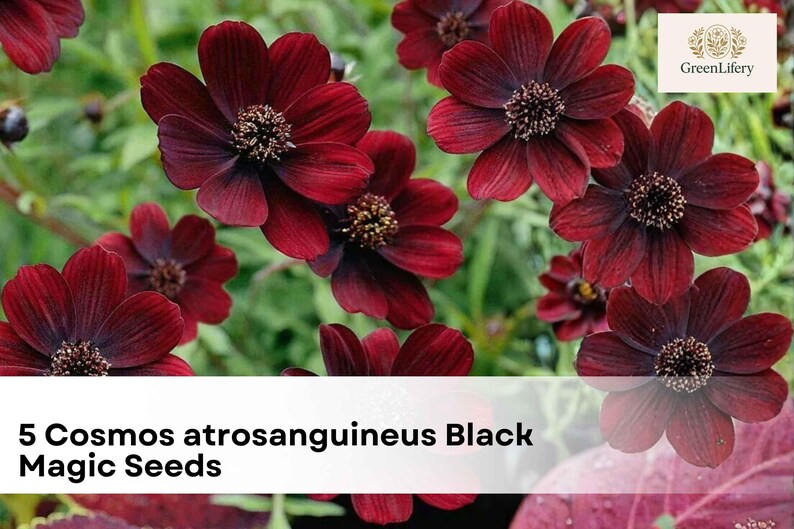 Chocolate Cosmos Seeds | Black Magic, Dark Red Flowers (5 Seeds) - Etsy