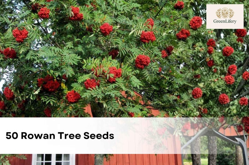 50 Rowan Tree Seeds | Sorbus Aucuparia | European Mountain Ash | Dwarf ...