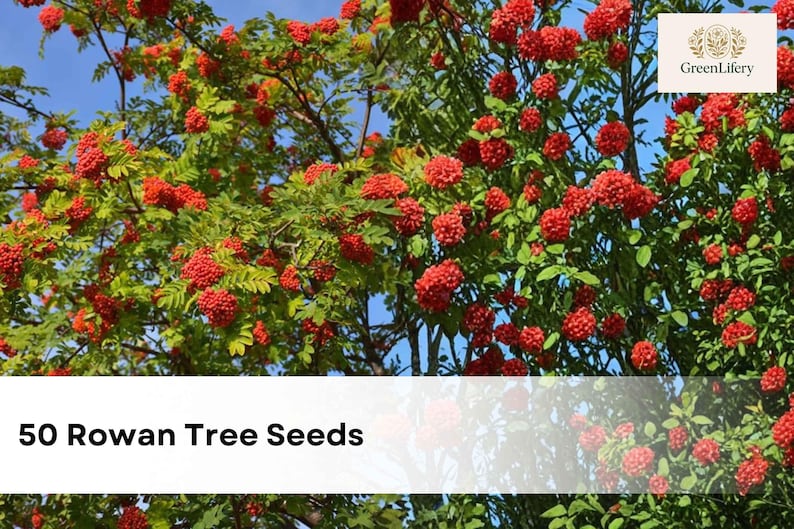 50 Rowan Tree Seeds | Sorbus Aucuparia | European Mountain Ash | Dwarf ...