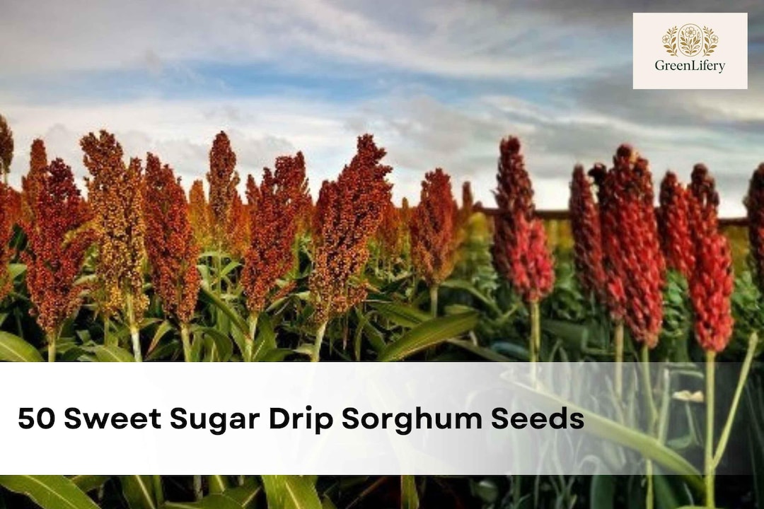 50 Sweet Sorghum Seeds | Tall Ornamental Heirloom Grass - Etsy