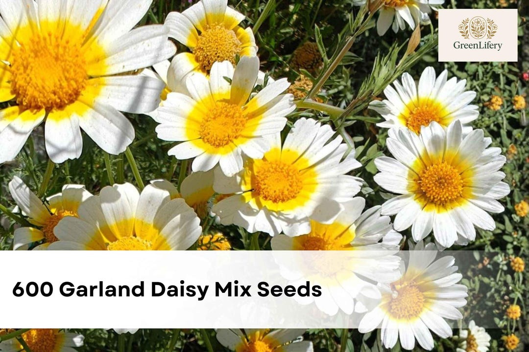 600 Garland Daisy Seeds | Glebionis Coronaria, Crown Daisy Mix - Etsy