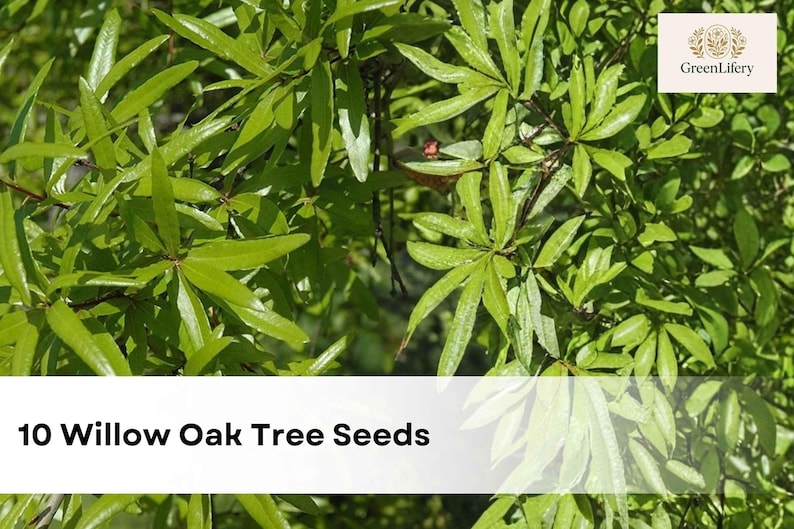 10 Willow Oak Tree Seeds Quercus Phellos - Etsy