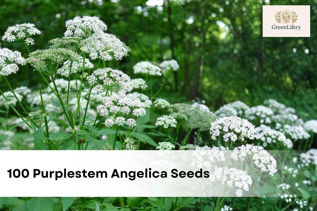 100 Purplestem Angelica Seeds | Angelica Atropurpurea | Native ...