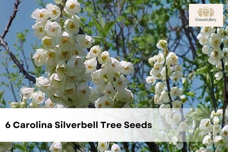 6 Carolina Silverbell Tree Seeds | Halesia Carolina - Etsy