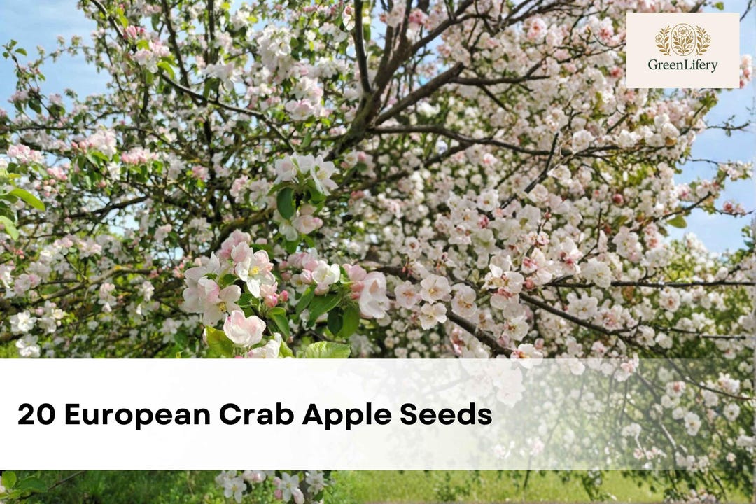 20 European Crab Apple Seeds | Malus Sylvestris | Hardy Ornamental Tree ...