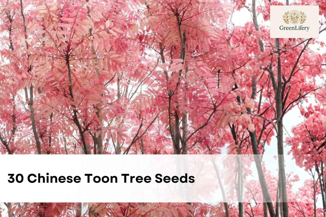 30 Chinese Toon Tree Seeds | Toona Sinensis | Rare Pink Leaf Ornamental ...