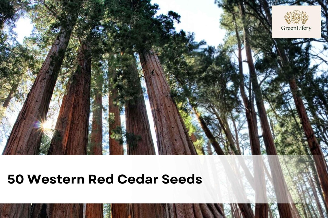 50 Western Red Cedar Seeds | Thuja Plicata Evergreen Tree Seeds - Etsy
