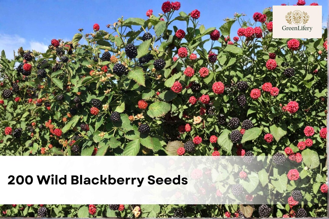 200 Wild Blackberry Seeds | Rubus Fruticosus | NON-GMO | Heirloom ...