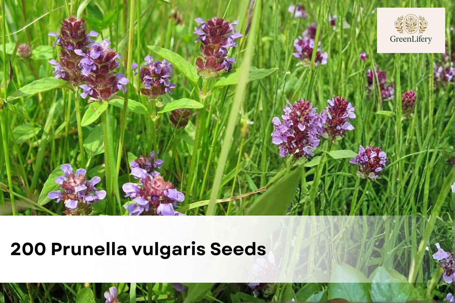 200 Prunella Vulgaris Seeds | Low-growing Purple Flower, Pollinator ...