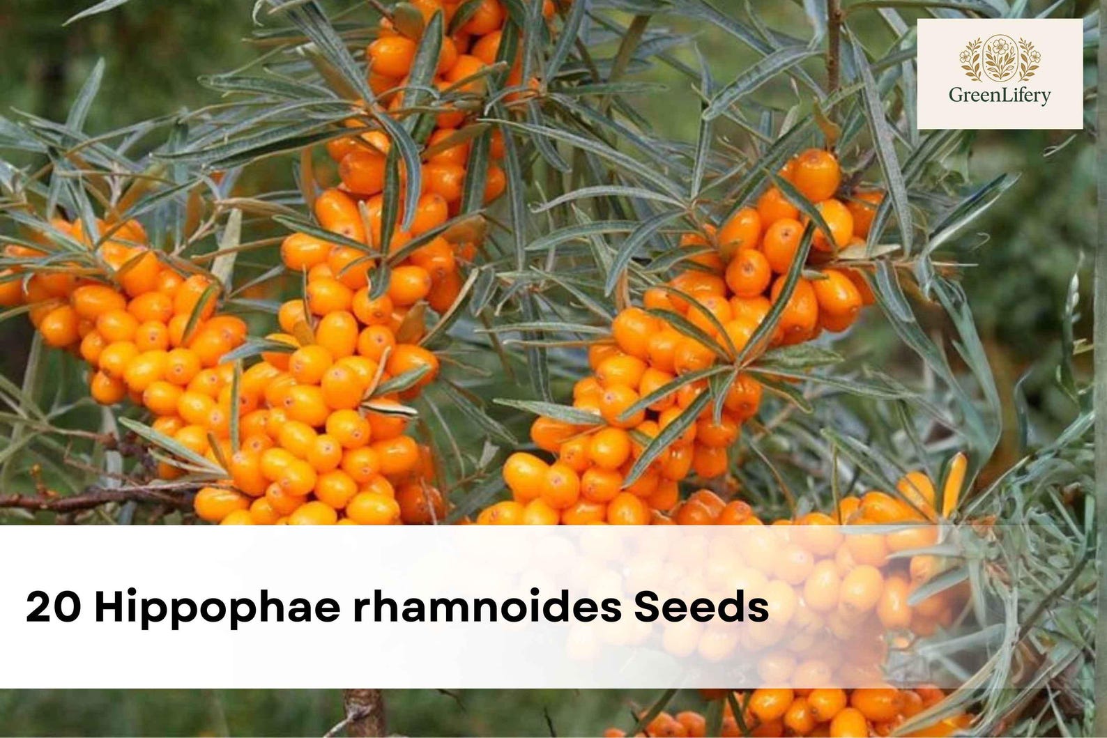 20 Hippophae Rhamnoides Seeds | Sea Buckthorn | Hardy Shrub | Nitrogen ...
