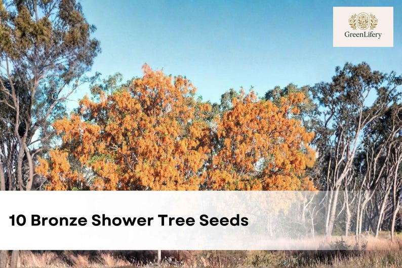 10 Bronze Shower Tree Seeds | Cassia Moschata | Tropical Flowering Tree ...