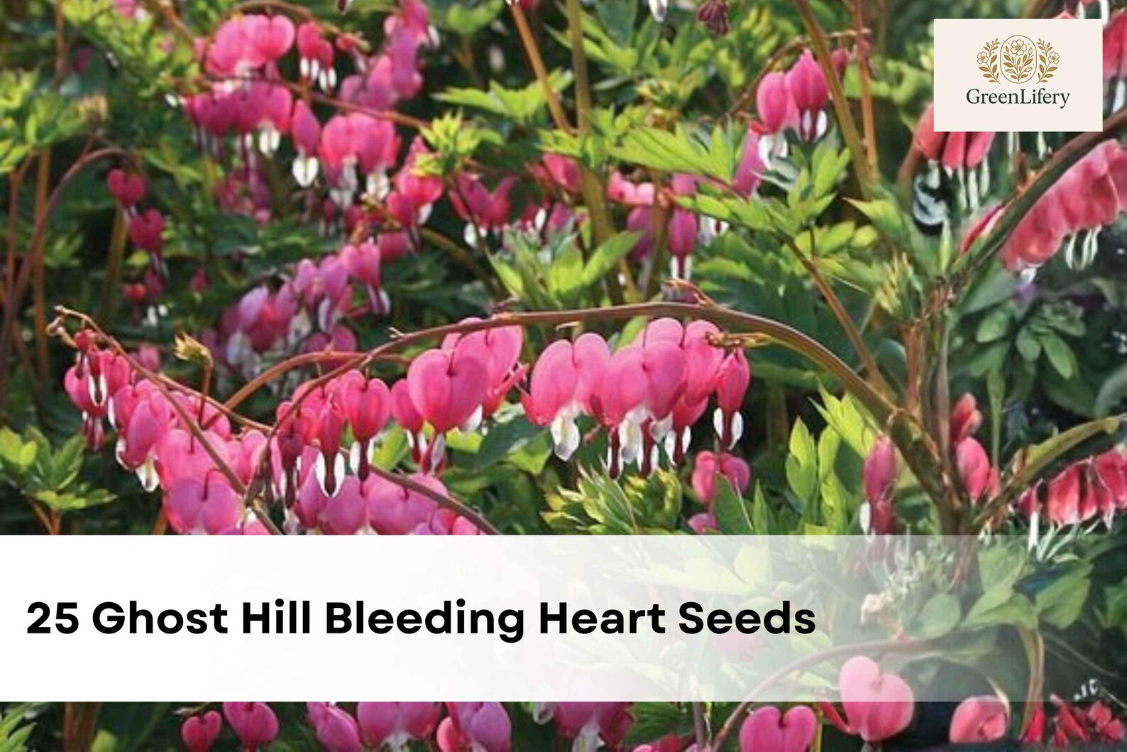 25 Ghost Hill Bleeding Heart Seeds | Dicentra Spectabilis | Shade ...