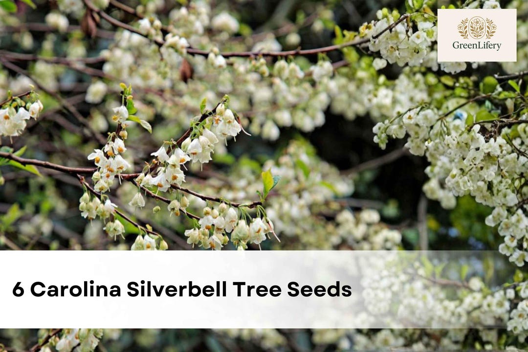6 Carolina Silverbell Tree Seeds | Halesia Carolina - Etsy
