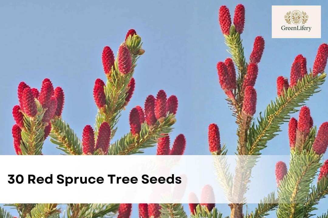 30 Red Spruce Tree Seeds | Picea Rubens | Native Evergreen Tree | Cold ...