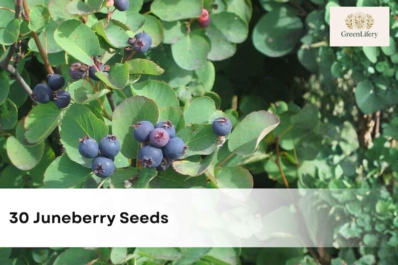 30 Juneberry Seeds | Amelanchier Lamarckii | Ornamental Flowering Tree ...