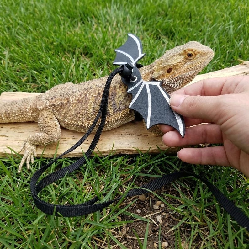 Lizard Leather Colorful Winged Chest Harness, Reptile Leash/sling ...