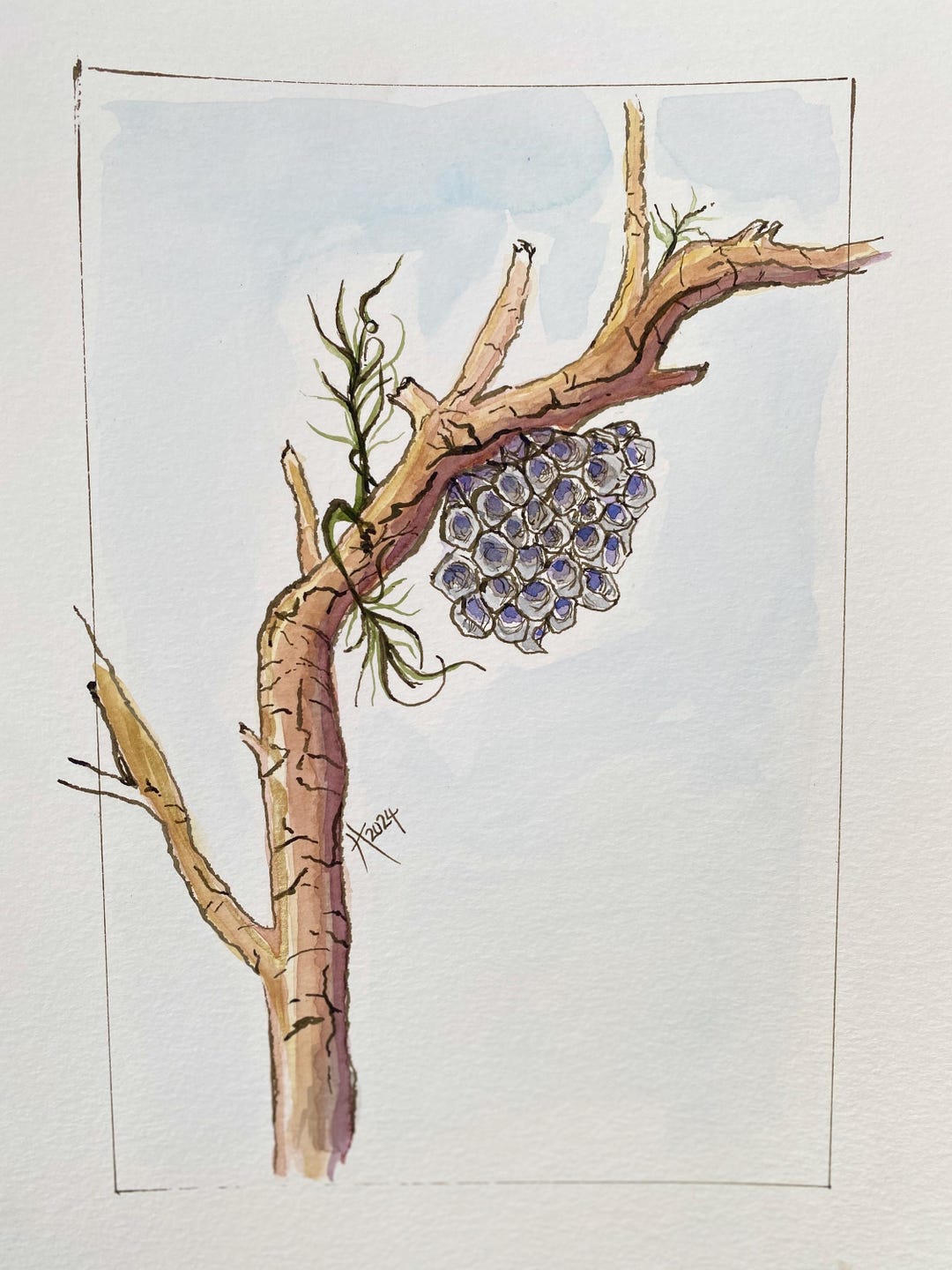 Wasp Nest and Spanish Moss on a Tree Branch Original Drawing Watercolor ...