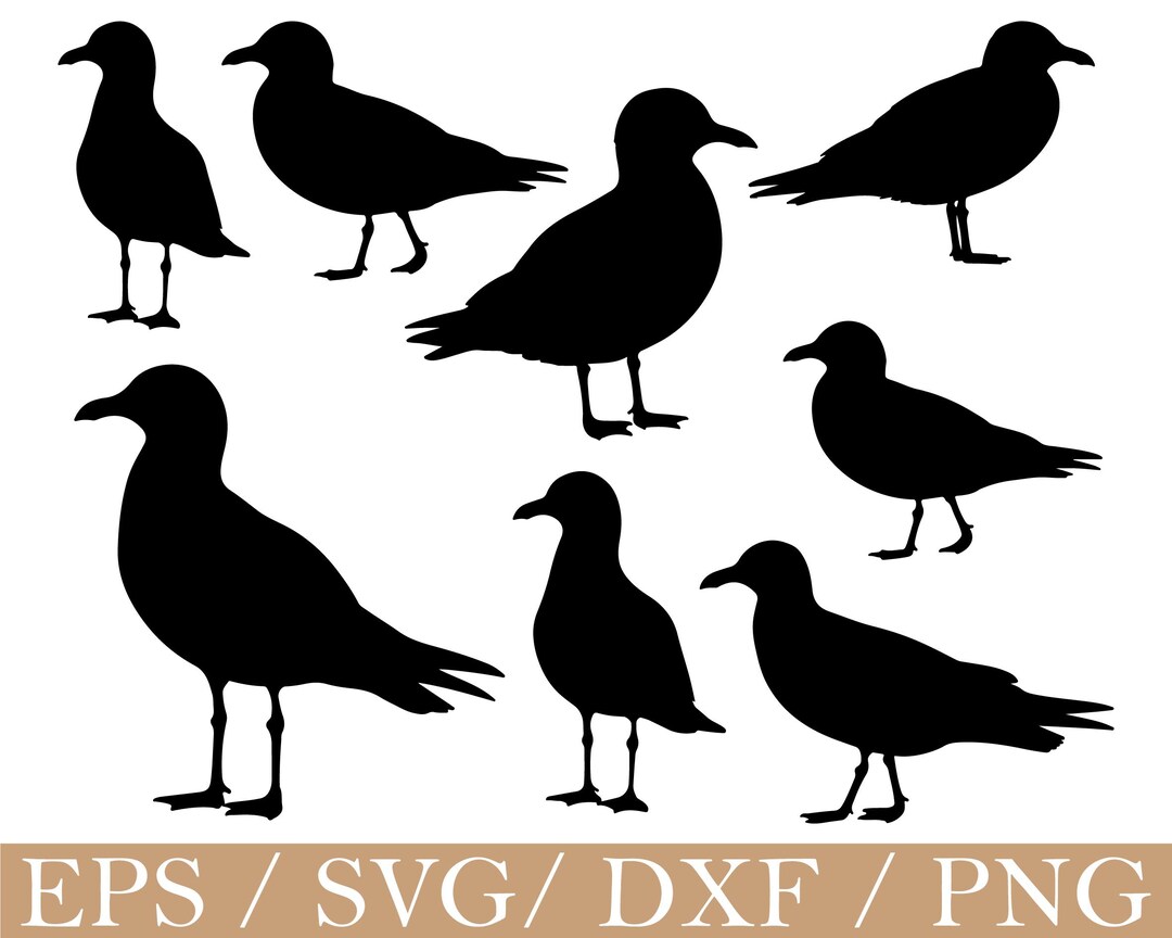 Bonaparte's Gull Svg, Bonaparte's Silhouette, Dxf, Png - Etsy