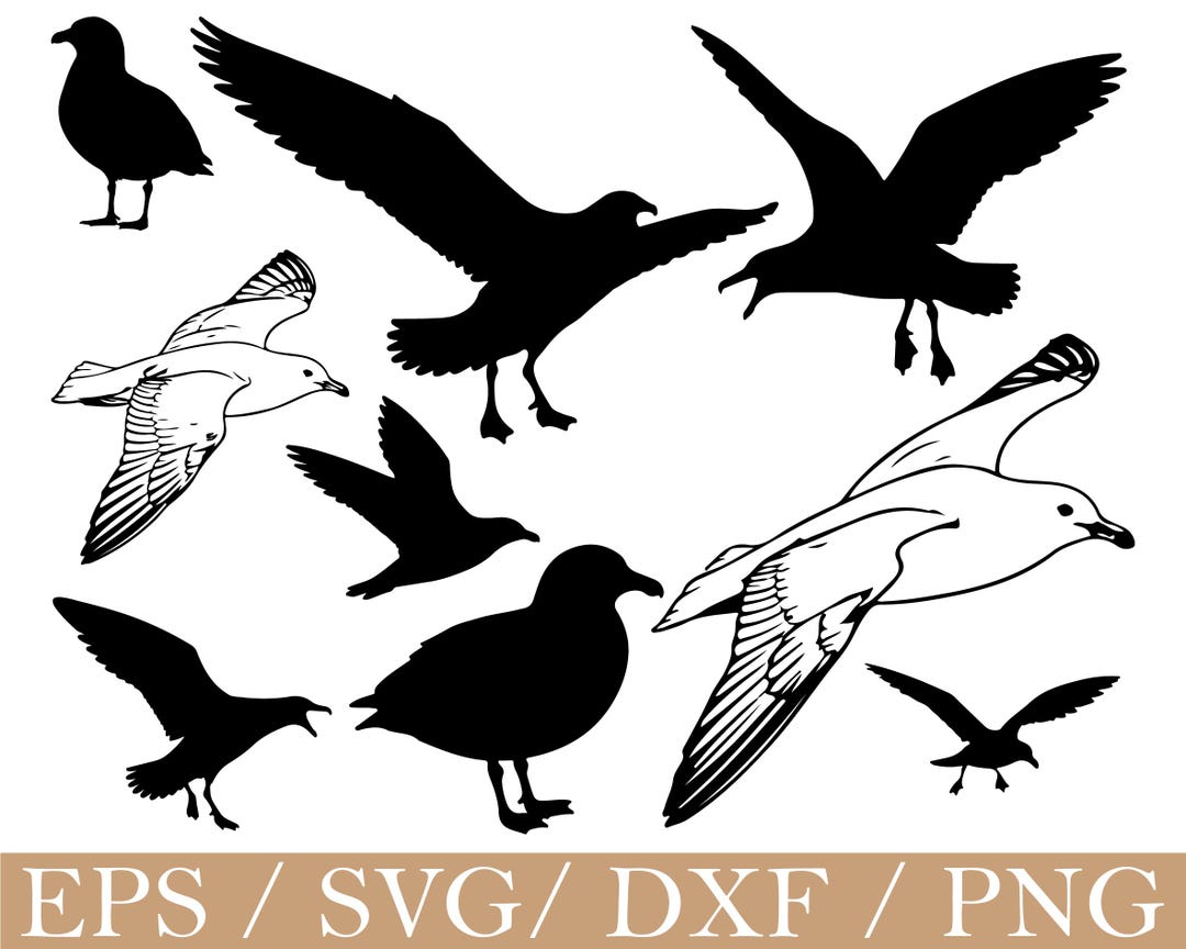 Skuas Bird Svg, Skua Bird Silhouette, Dx,f Png - Etsy