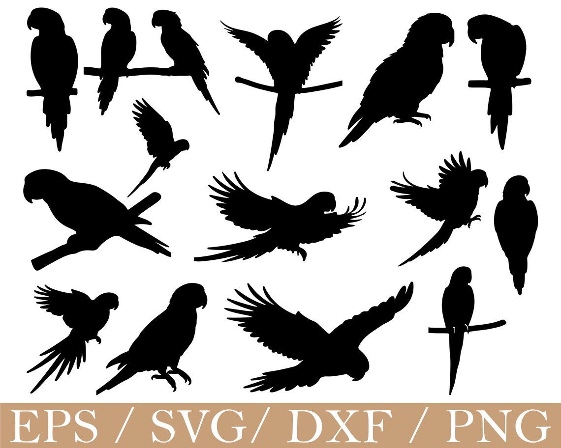 Conure Bird Svg, Conure Bird Silhouette, Dxf, Png - Etsy