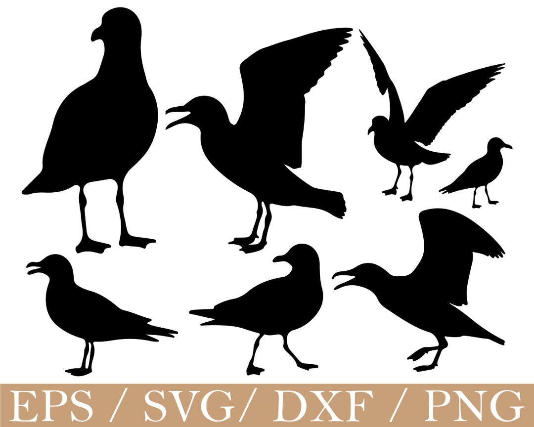 Ivory Gull Bird Svg, Ivory Gull Silhouette, Dxf, Png - Etsy