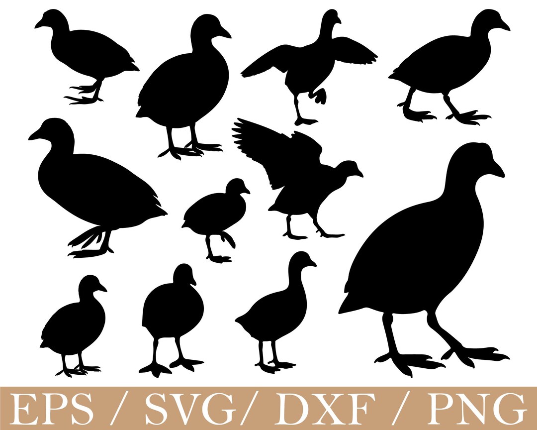 Coot Bird Svg, Coot Bird Silhouette, Dxf, Png - Etsy