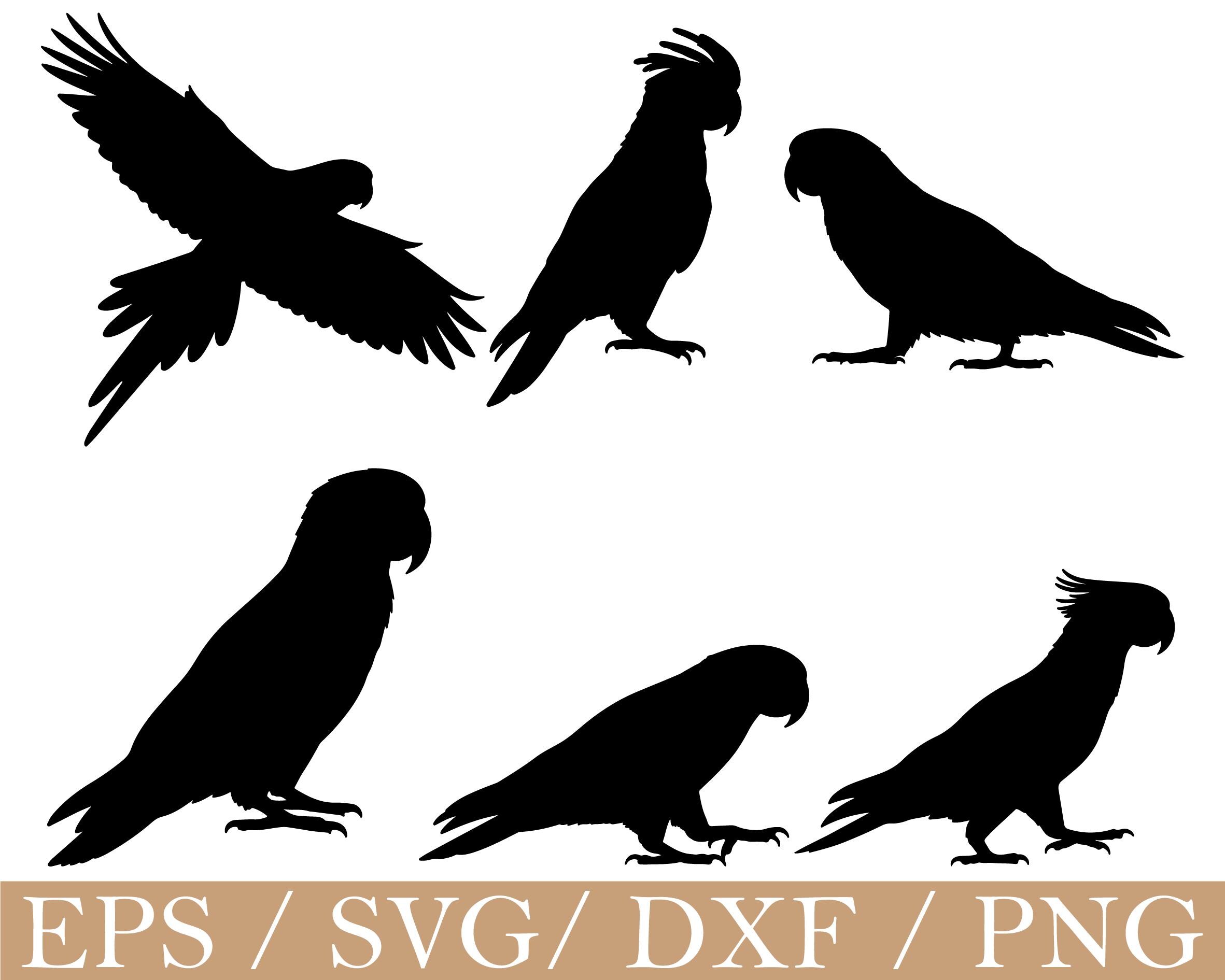 Cockatoo Svg, Parrot Silhouette, Dxf, Png - Etsy
