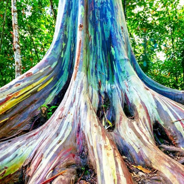 Rainbow Eucalyptus - Etsy