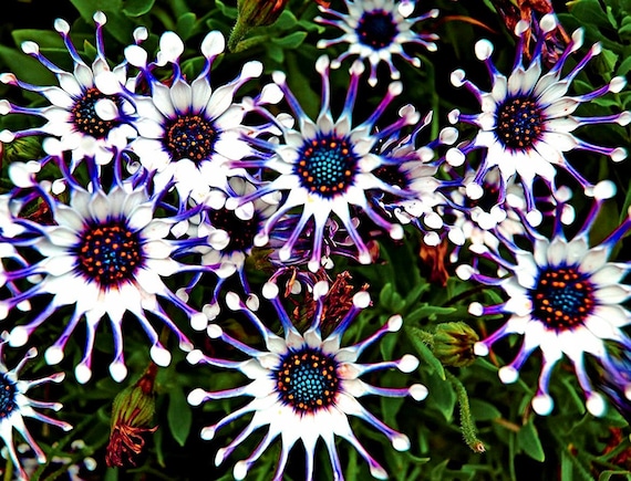 Cool Flower Pictures