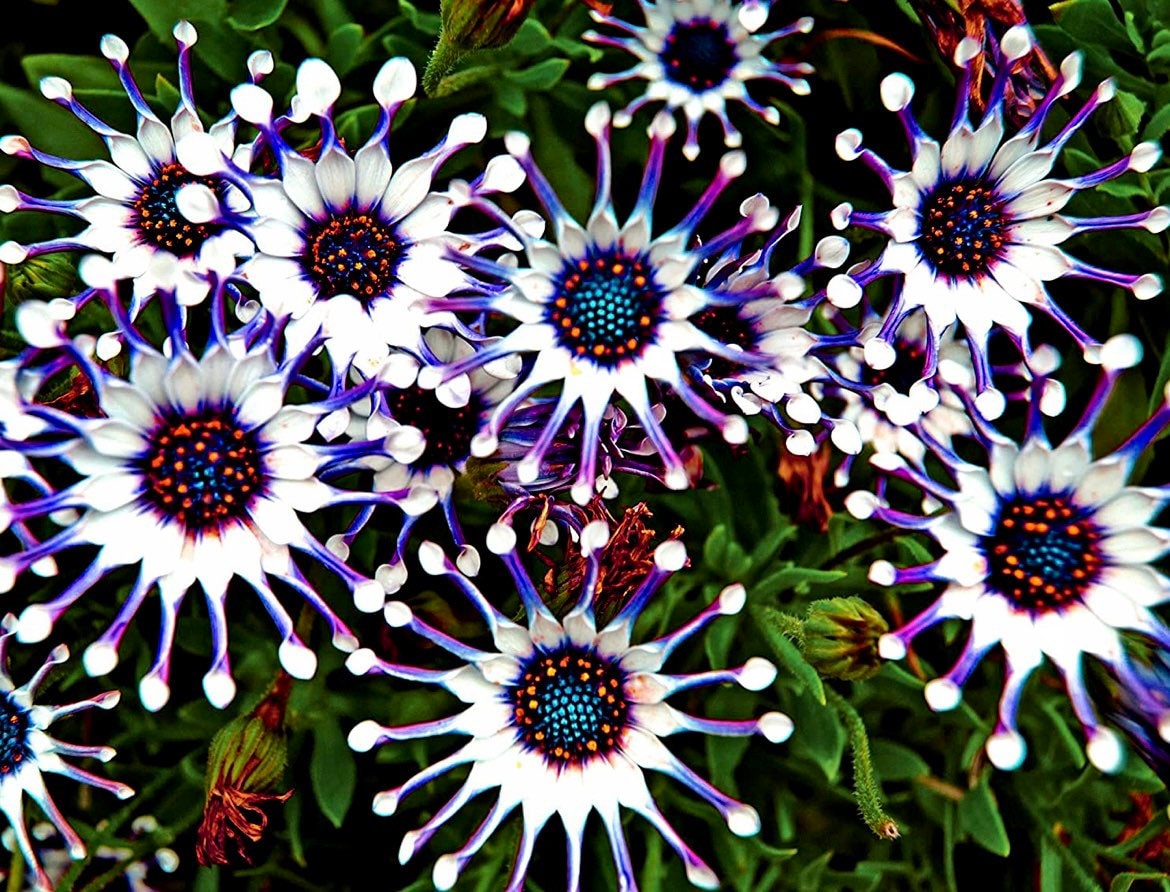 Cool Pics Of Flowers