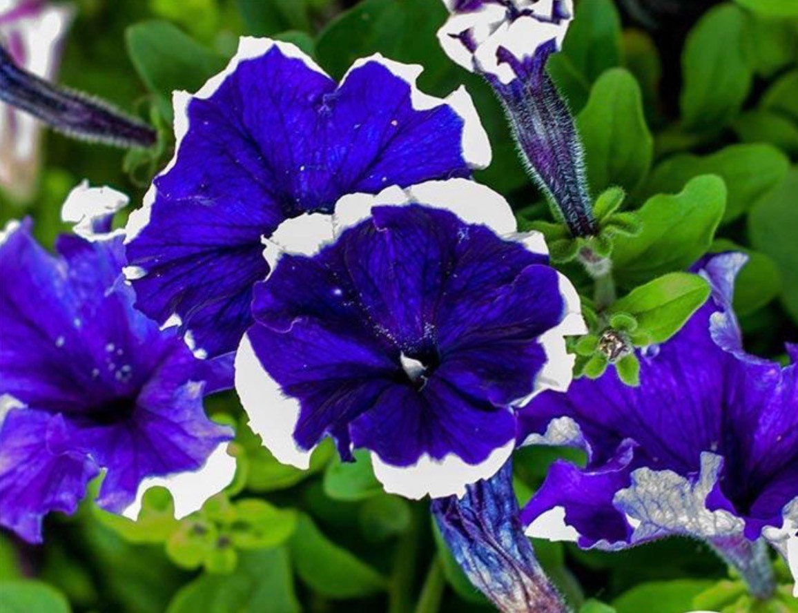 Blue Petunia Flower