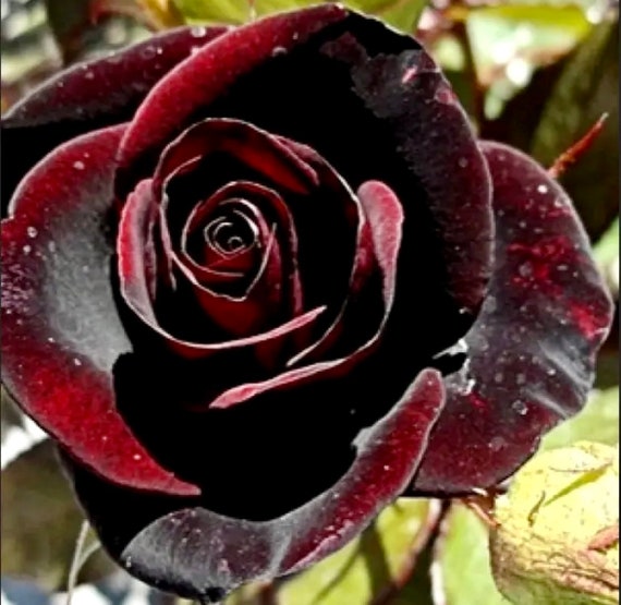 Bloody Rose Flower