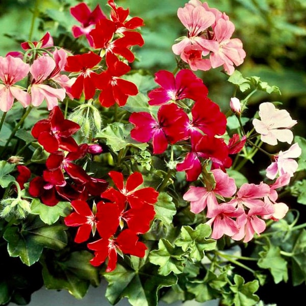 Ivy Geranium Seeds - Etsy