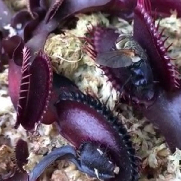 Venus Flytrap - Etsy