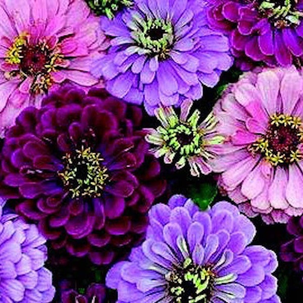 Rare Zinnia Seeds - Etsy