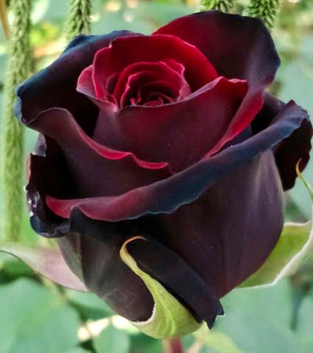 Red And Black Rose Seeds Flower Beautiful Rare Exotic Etsy