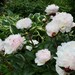 Cream Peony Flower Seeds Gifts Flowers Bouquets - Etsy