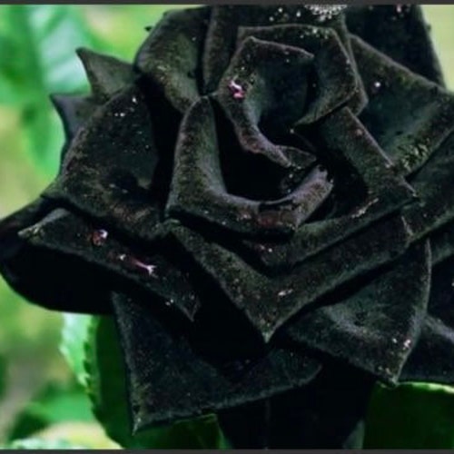 RARE no Plant Red Blood ROSE Flower Tree Bush 3 10 20 or 30 - Etsy