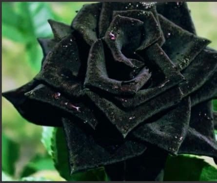 Natural Black Rose