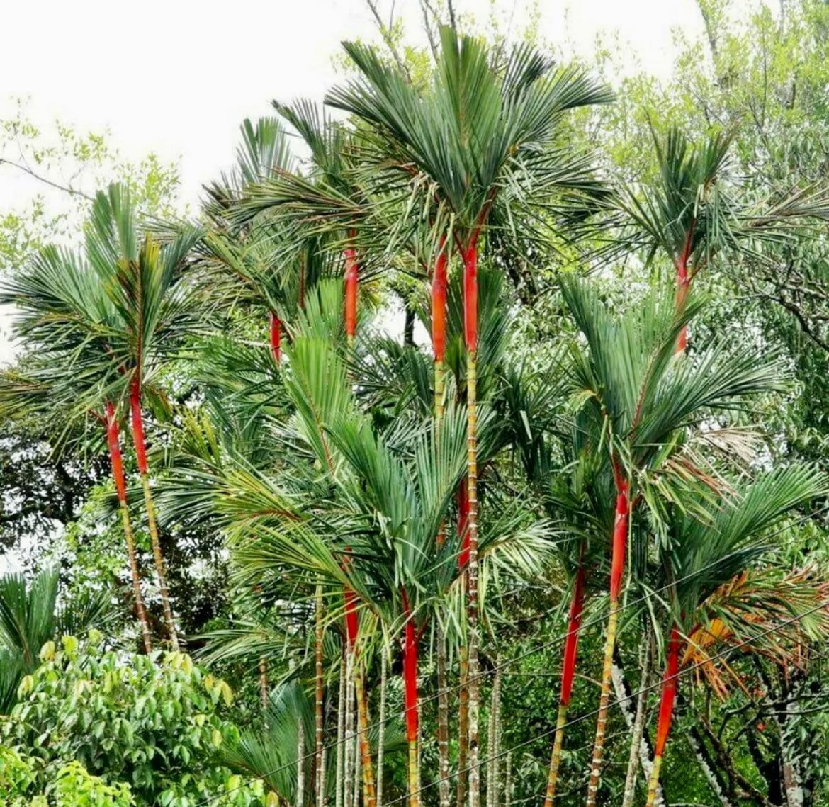 Red Lipstick Palm Tree Seeds Cyrtostachys Renda Fountain - Etsy