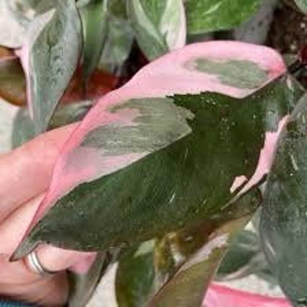 Pink Houseplants - Etsy