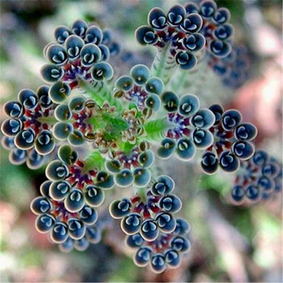 Kalanchoe Succulent Plant