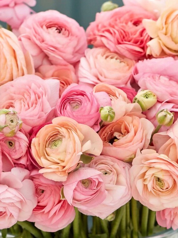 Ranunculus Bulbs Pink Confetti Mix Flower Bulbs Eden