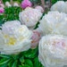 Cream Peony Flower Seeds Gifts Flowers Bouquets - Etsy